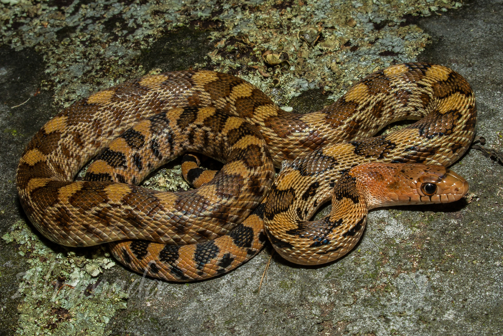 (Pituophis deppei deppei) - Snakes and Lizards