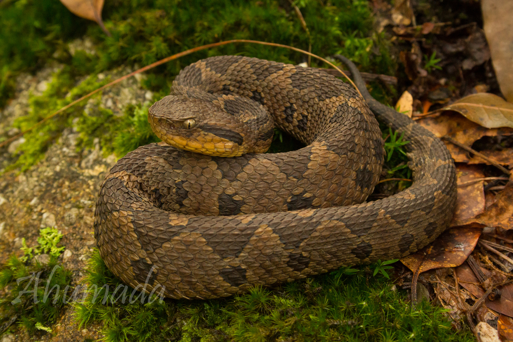 Mexican Jumping Pit Viper (Metlapilcoatlus nummifer) - Snakes and Lizards