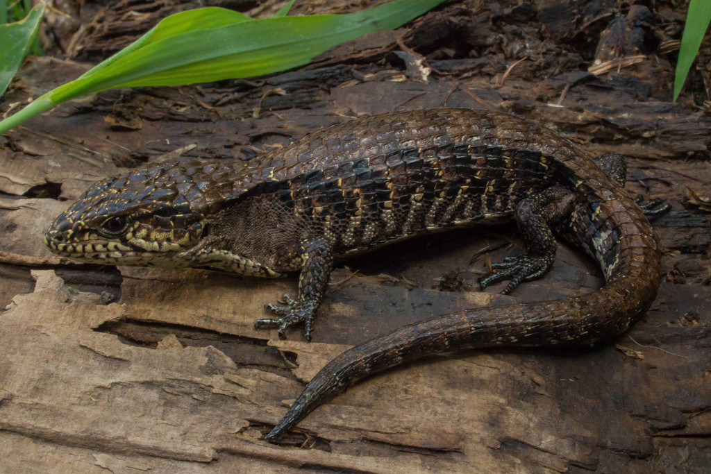 Rough-necked Alligator Lizard from Mexico on June 27, 2015 at 09:30 AM ...