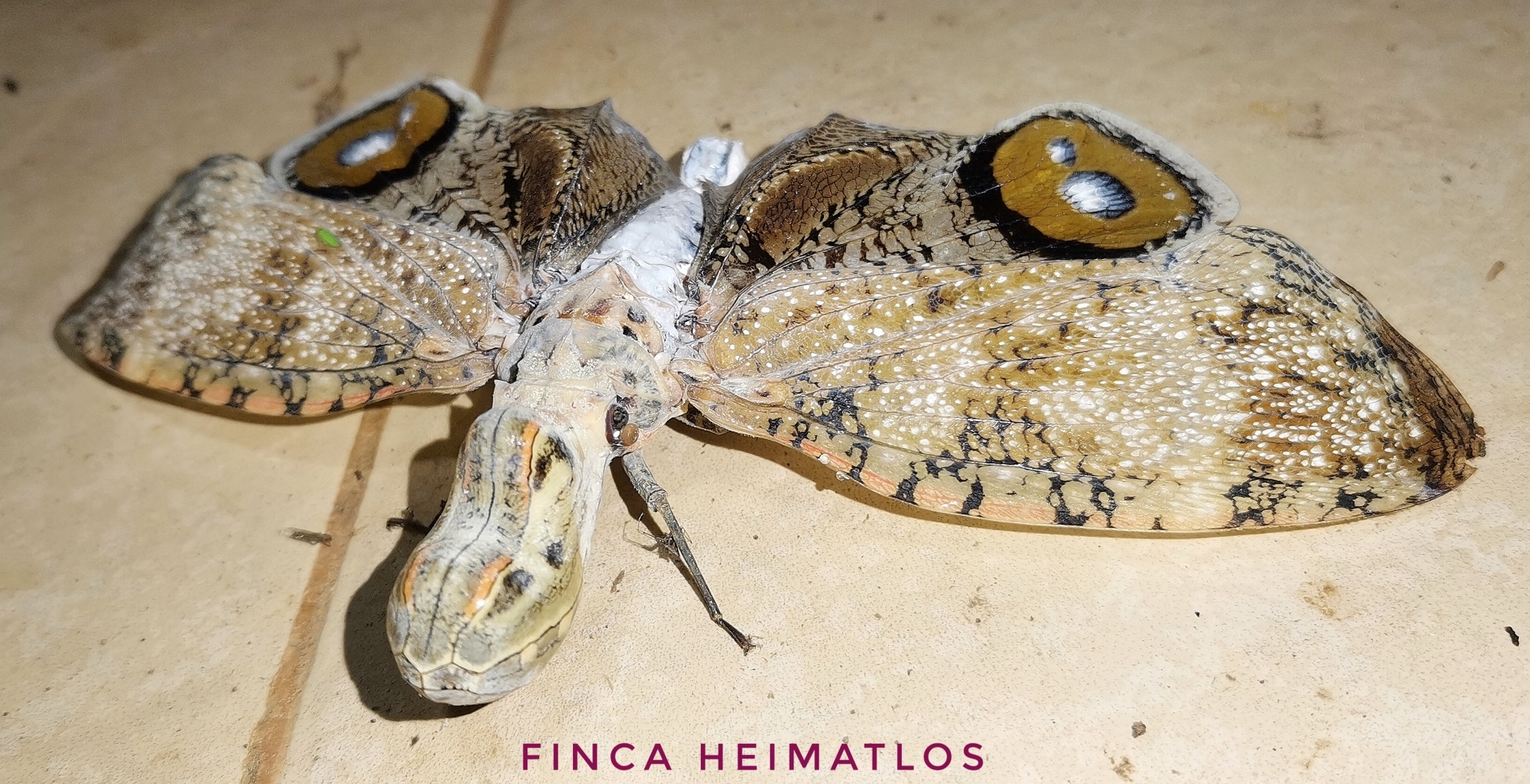 Fulgora laternaria (Linnaeus, 1758)