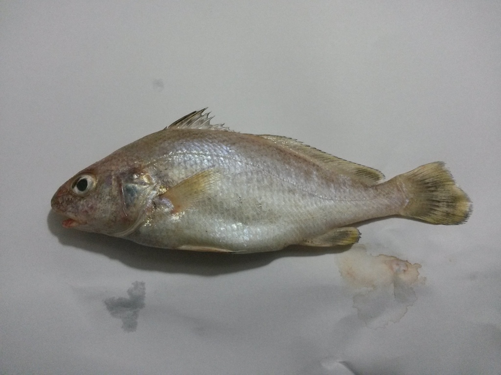 (Johnius) - Marine Life Identification