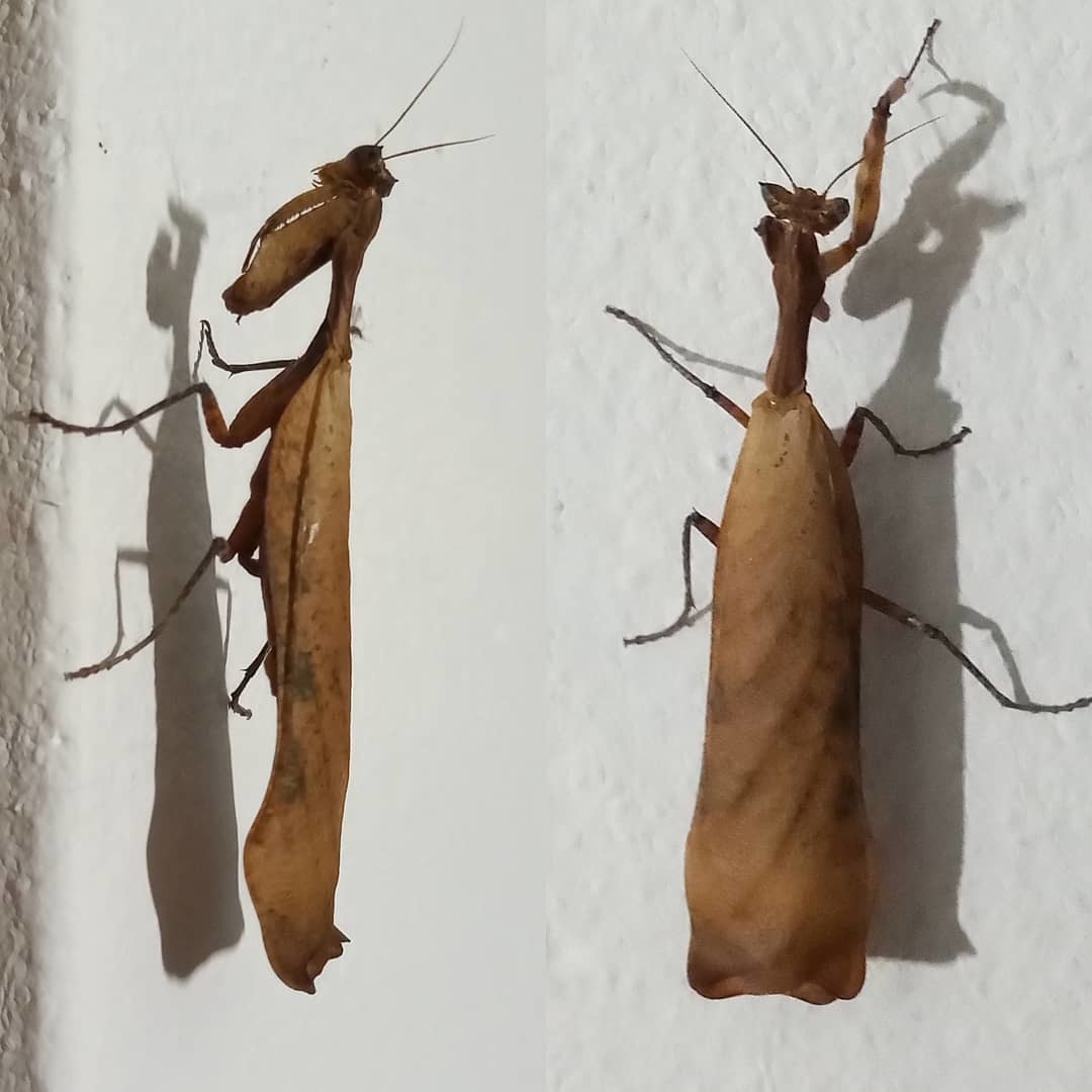 Mantis De Hoja Muerta Mantis Hoja Muerta Deroplatys Desiccata Trepando