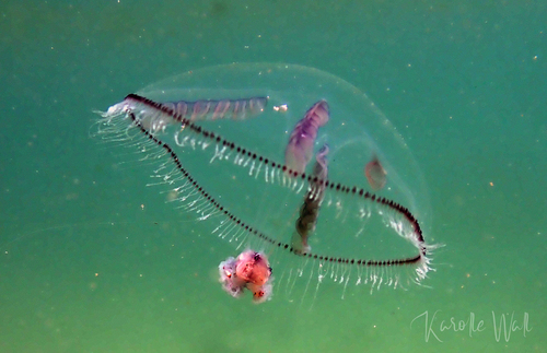 シロクラゲ属 (Eutonina)