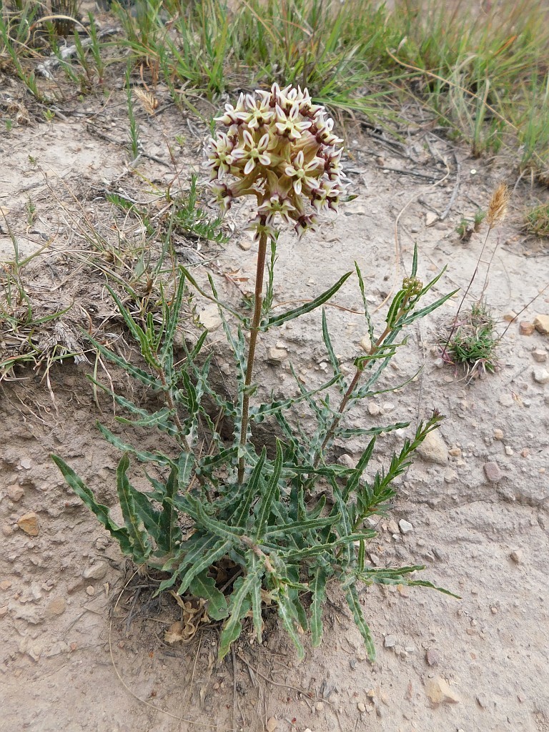 crisped turret-flower from Greyton, 7233, South Africa on December 4 ...