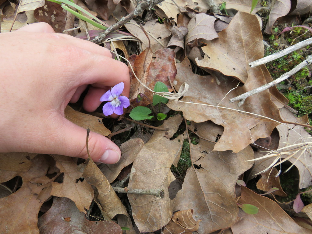 Arrowleaf Violet from Phelps County, MO, USA on April 16, 2021 at 12:45 ...