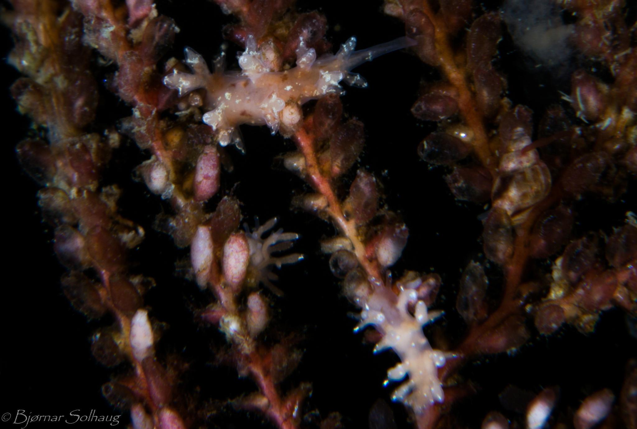 Eubranchus exiguus (Alder & Hancock, 1848)