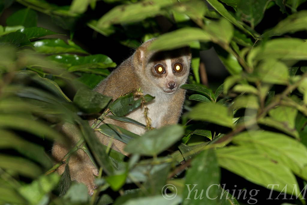 Sunda Slow Loris (Nycticebus coucang) - Know Your Mammals