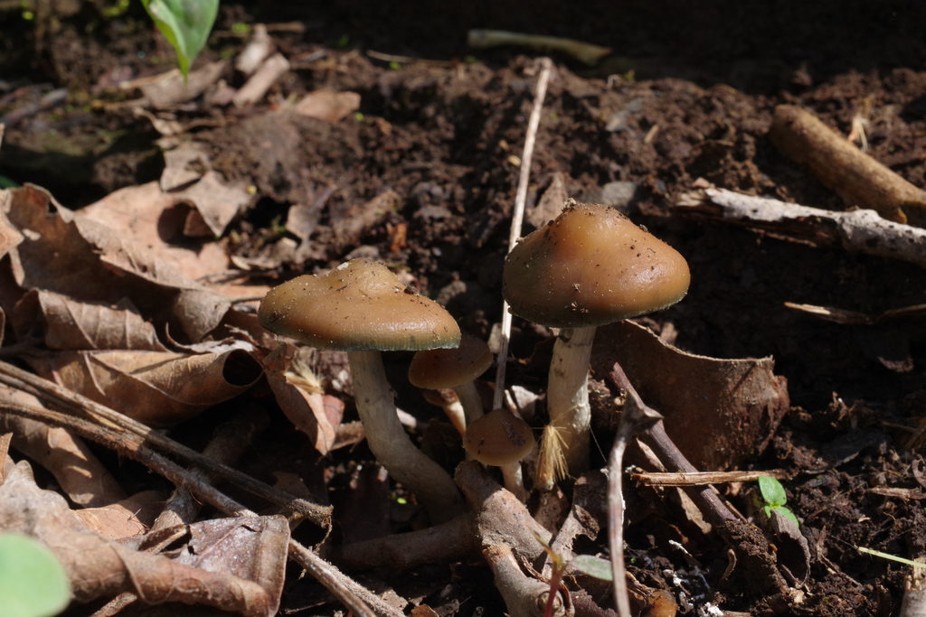 Psychedelic Ovoid Mushroom from Beaver County, PA, USA on April 19 ...