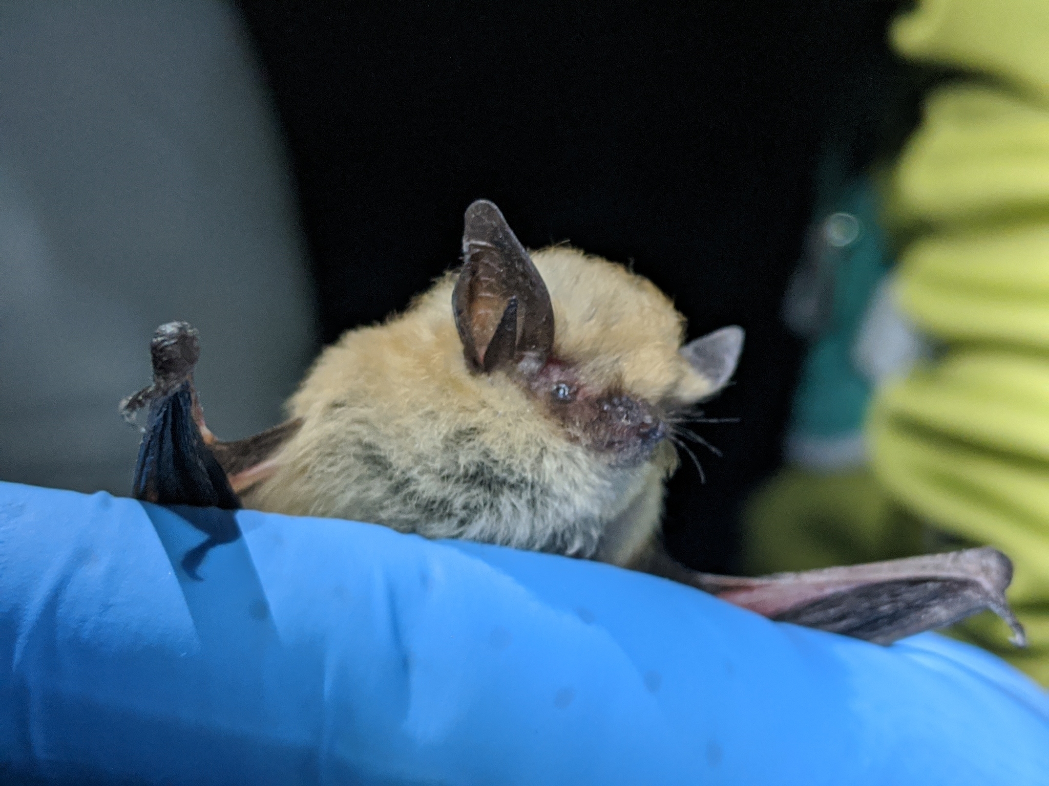 Myotis californicus (Audubon & Bachman, 1842)