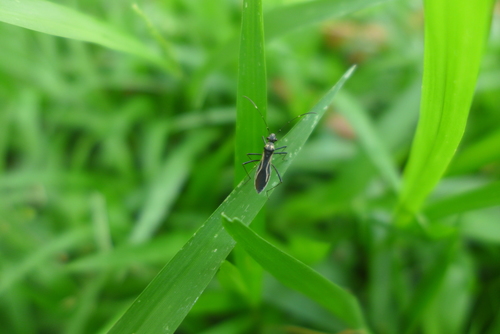 Cydamus inauratus · iNaturalist