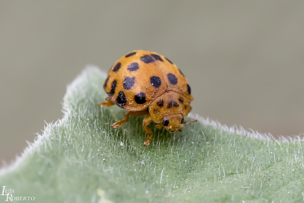 Hadda Beetle (Florianopolis - Insects, no Lepidoptera) · iNaturalist