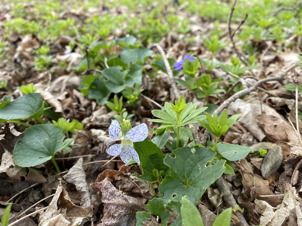 common blue violet from Big Hill Rd, Kettering, OH, US on April 20 ...