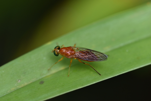 Ptectisargus ranohira · iNaturalist