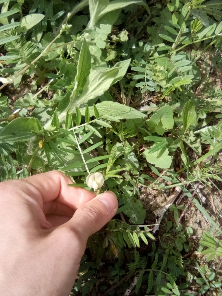 Large yellow vetch from anapa djemete on April 20, 2021 at 02:12 PM by ...