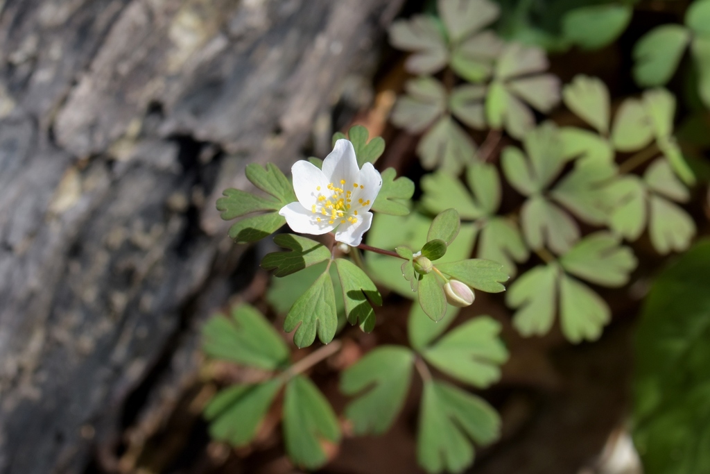 false rue anemone from Raccoon Grove Nature Preserve on April 12, 2021 ...