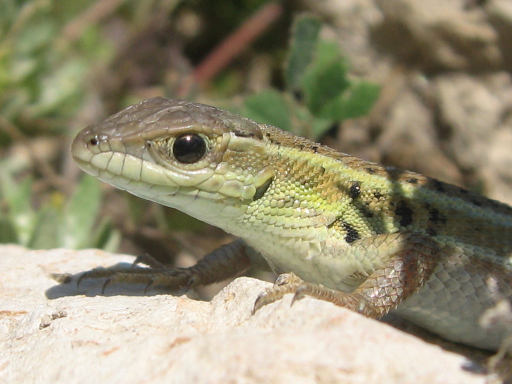 Snake-eyed Lizard from Kuşadası/Aydın, Turkije on May 2, 2008 at 11:56 ...