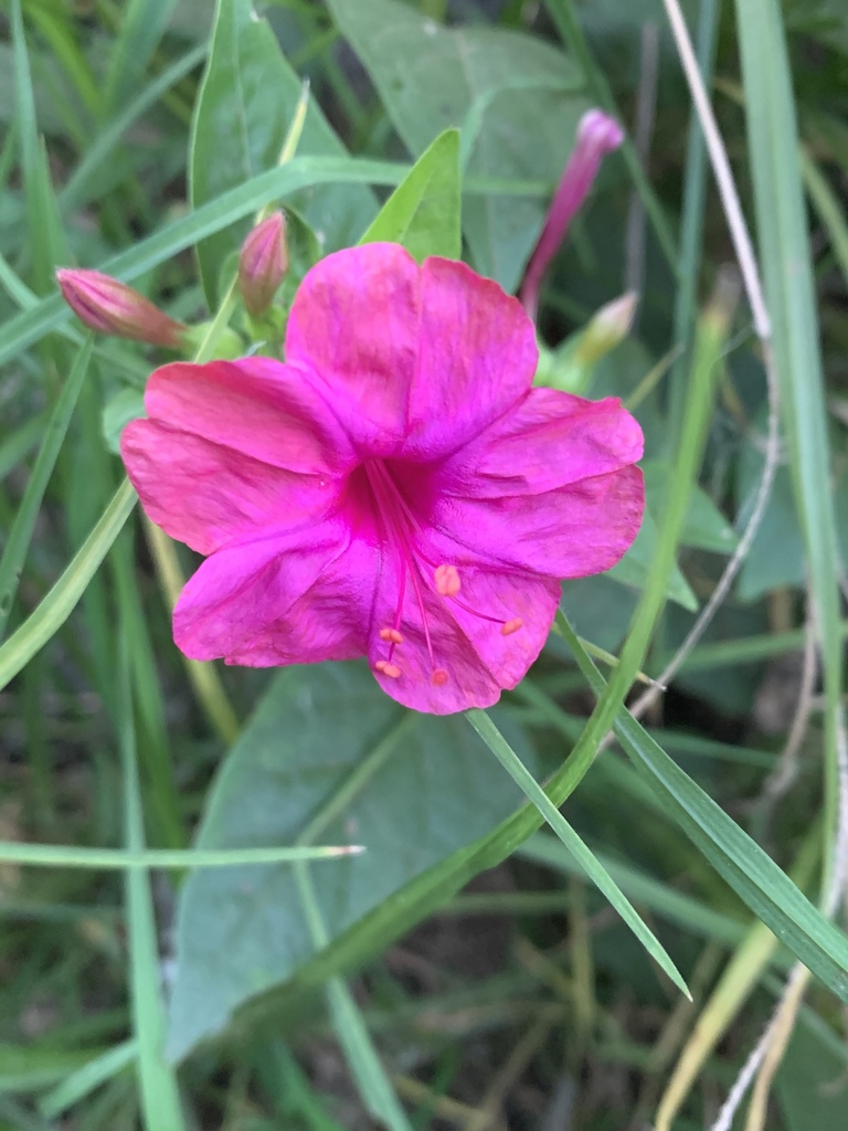 Marvel of Peru from Johannesburg Botanical Gardens, Randburg, GP, ZA on ...