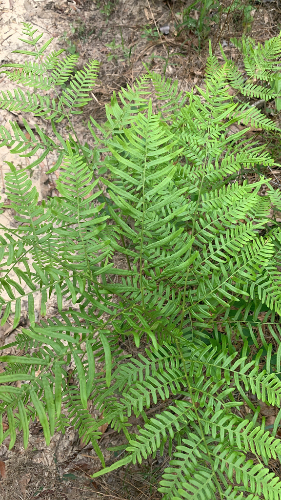 common bracken from Donalsonville on April 20, 2021 at 02:54 PM by ...