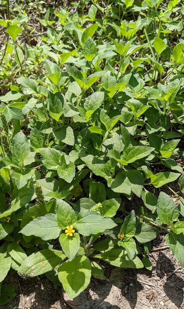 straggler daisy from Pioneer Crossing, Austin, TX 78754, USA on April ...