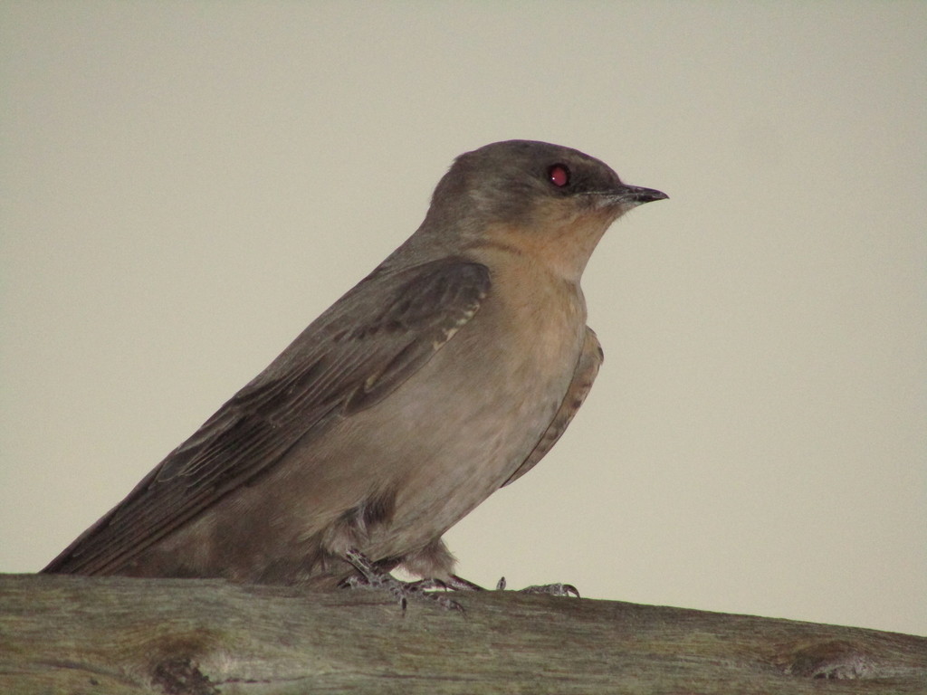Rock Martin from Breede River DC, South Africa on April 13, 2021 at 06: ...