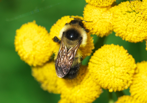 Red-belted Bumble Bee (Mount Rainier National Park Pollinator Guide 🐝 🦋 ...