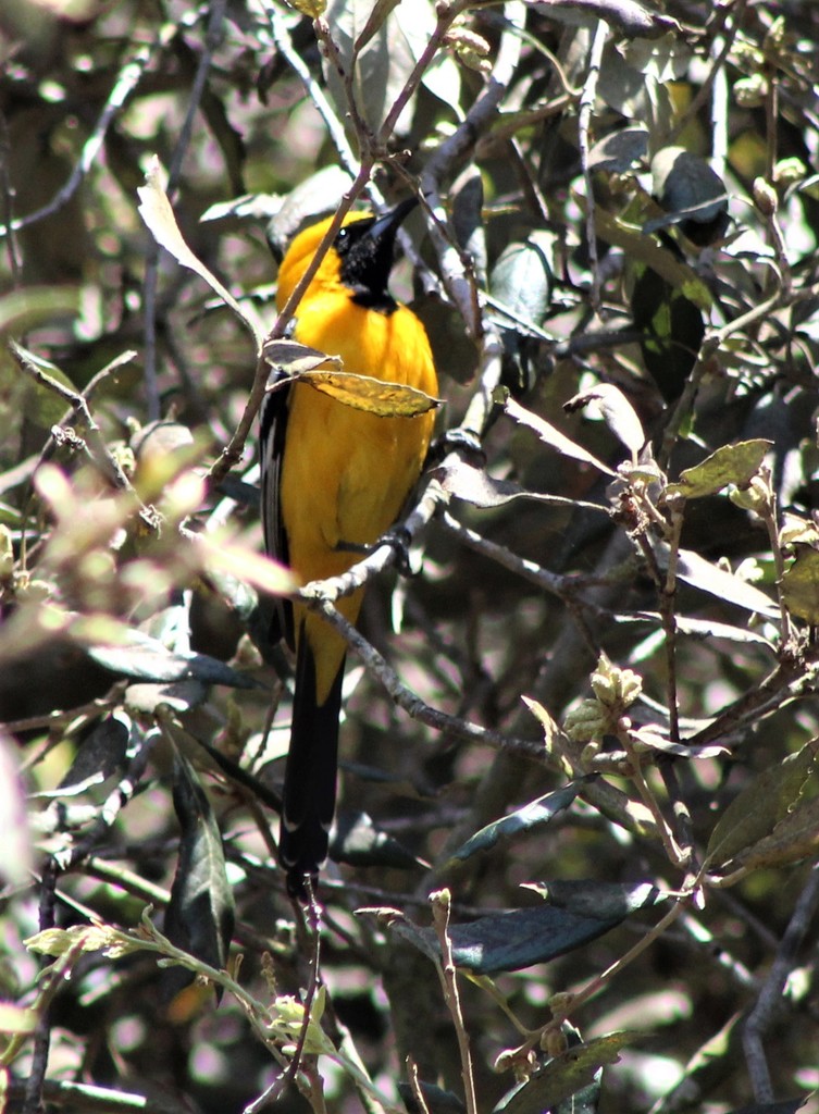 Hooded Oriole from Clairemont, San Diego, CA, USA on April 20, 2021 at ...
