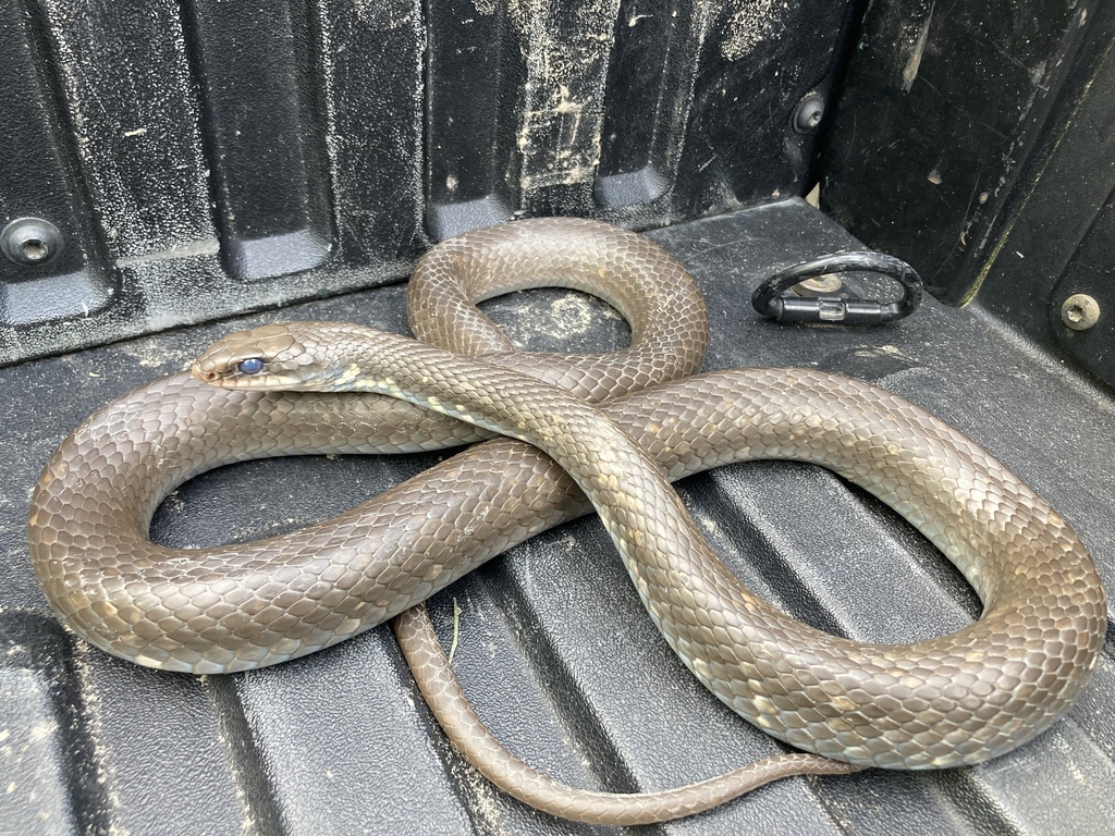 Buttermilk Racer from Harrison County, TX, USA on April 18, 2021 at 06: ...