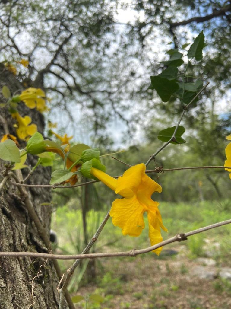 Dolichandra from Municipio de Victoria, Tamps., México on April 20 ...