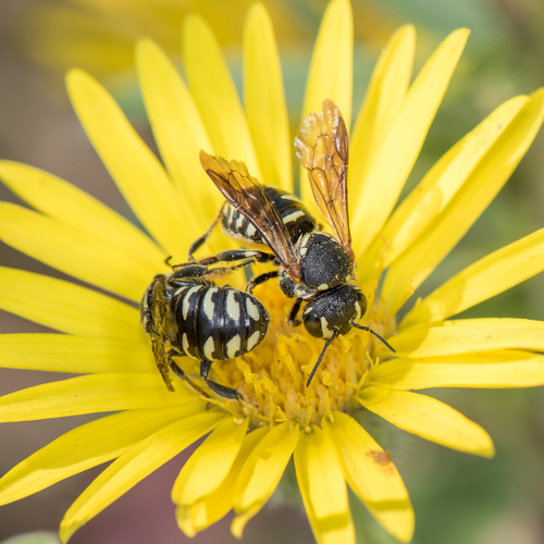 Northeastern Pebble Bee (Dianthidium simile) · iNaturalist