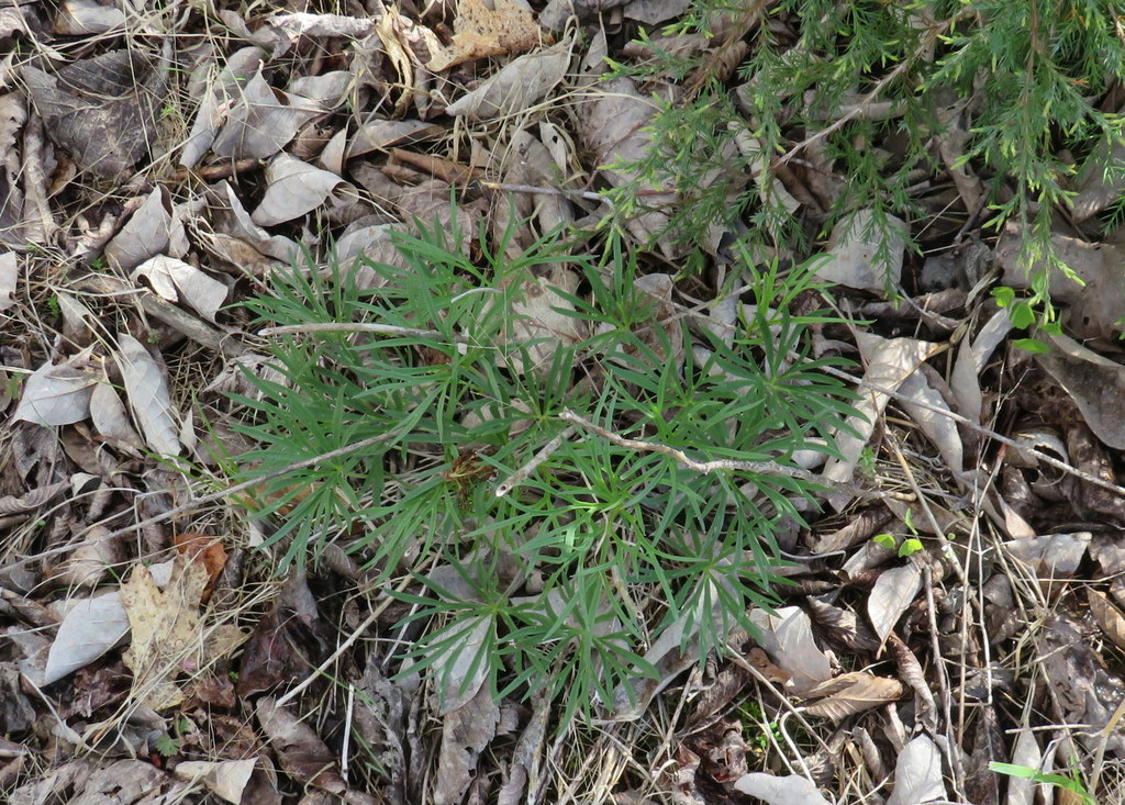 Trelease's larkspur from Greene County, MO, USA on April 18, 2021 at 04 ...