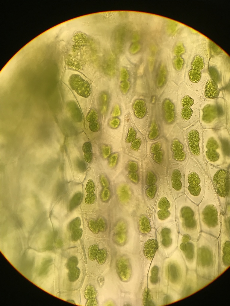 (Anthocerotopsida) - Botanical Realm