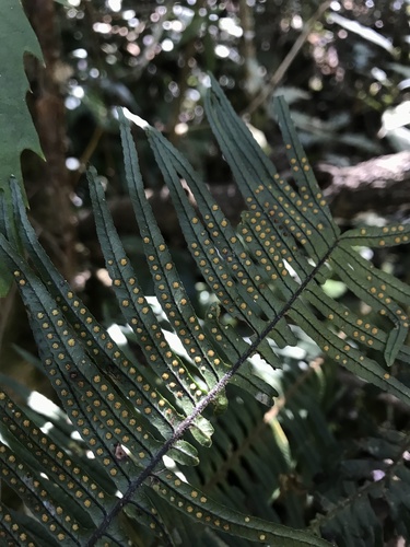 Pecluma divaricata · iNaturalist