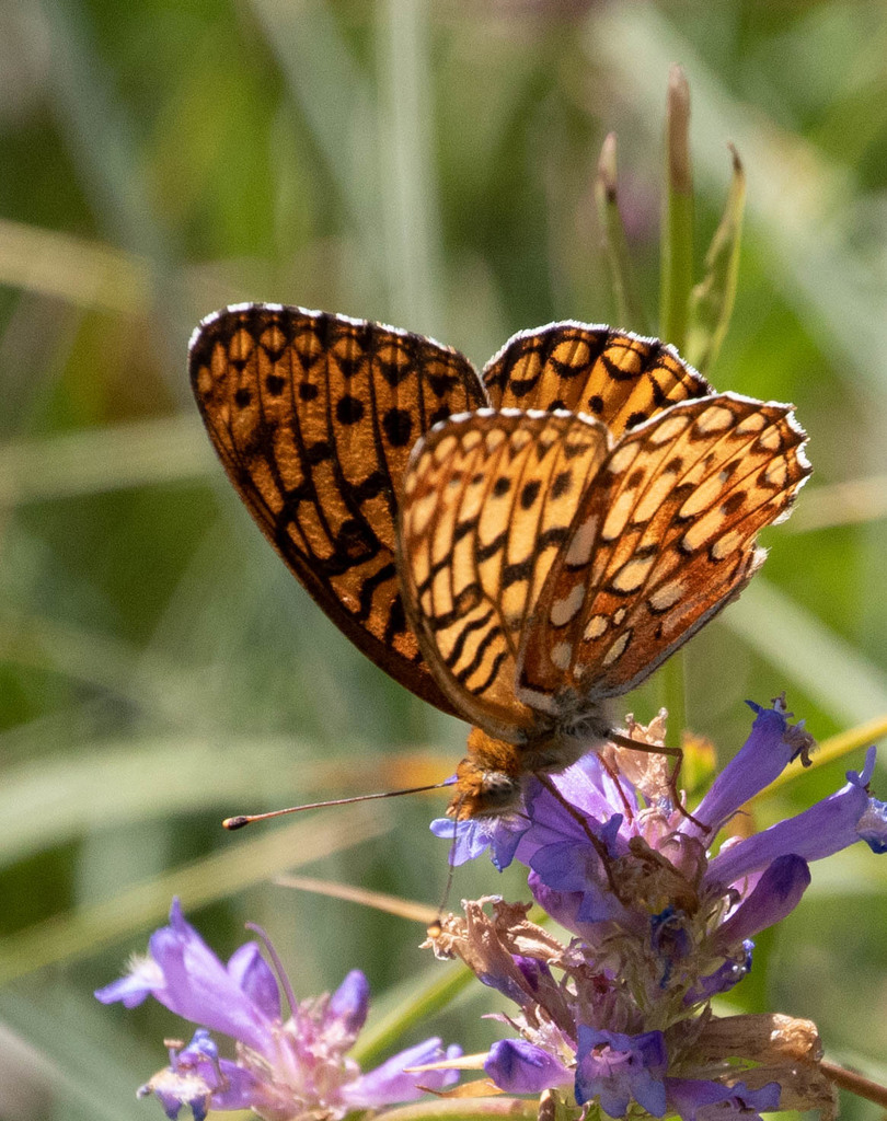 Callippe Fritillary (Fossil Butte National Monument Butterfly Guide 🦋 ...