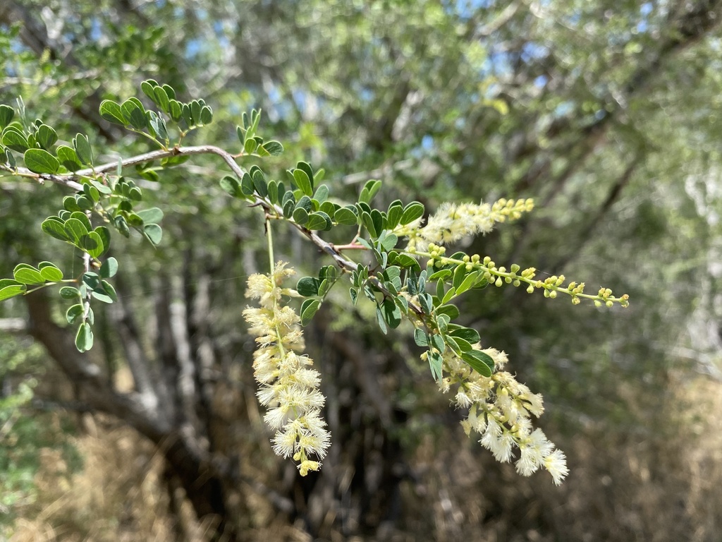 Wright Acacia from Bentsen-Rio Grande Valley State Park, Mission, TX ...
