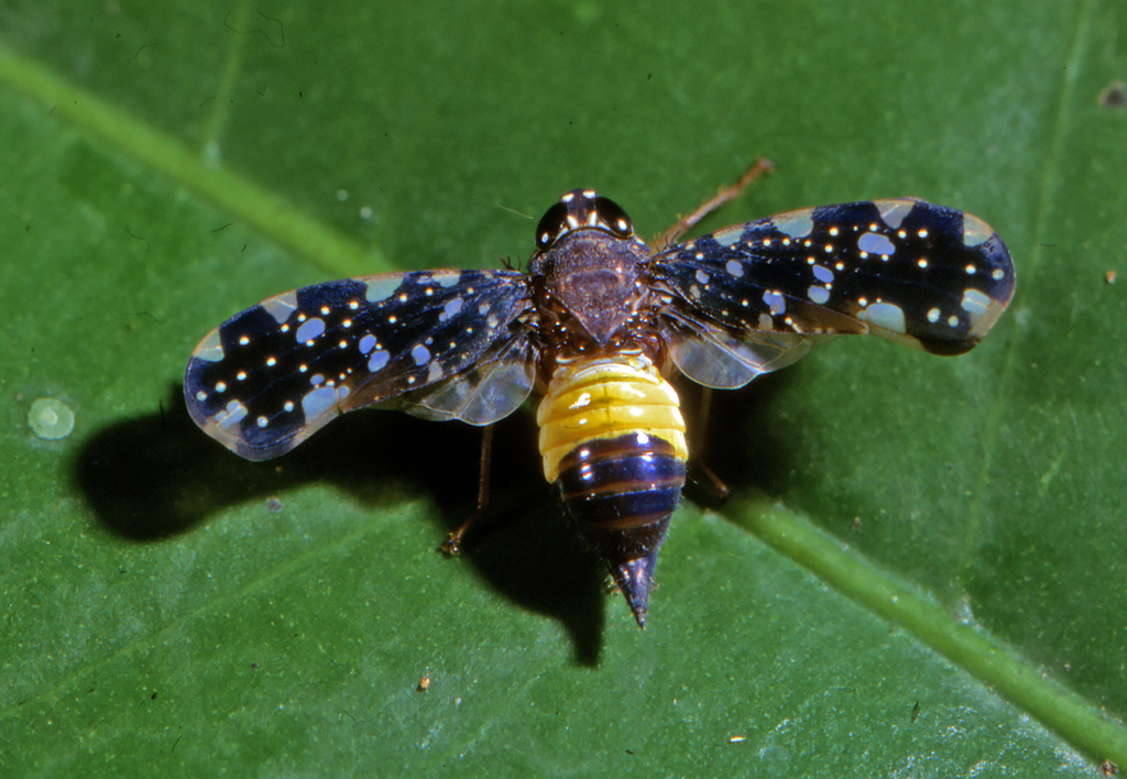 Coelidiinae from Q. Blanco House Maynas Province, Peru on November 10, 1992 by geneise · iNaturalist