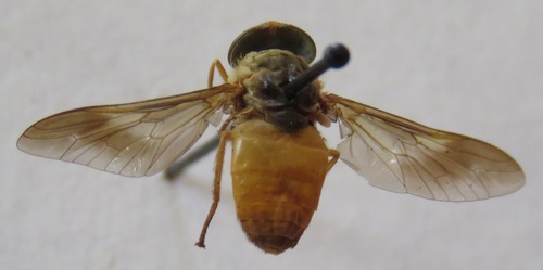 Phaeotabanus fervens · iNaturalist