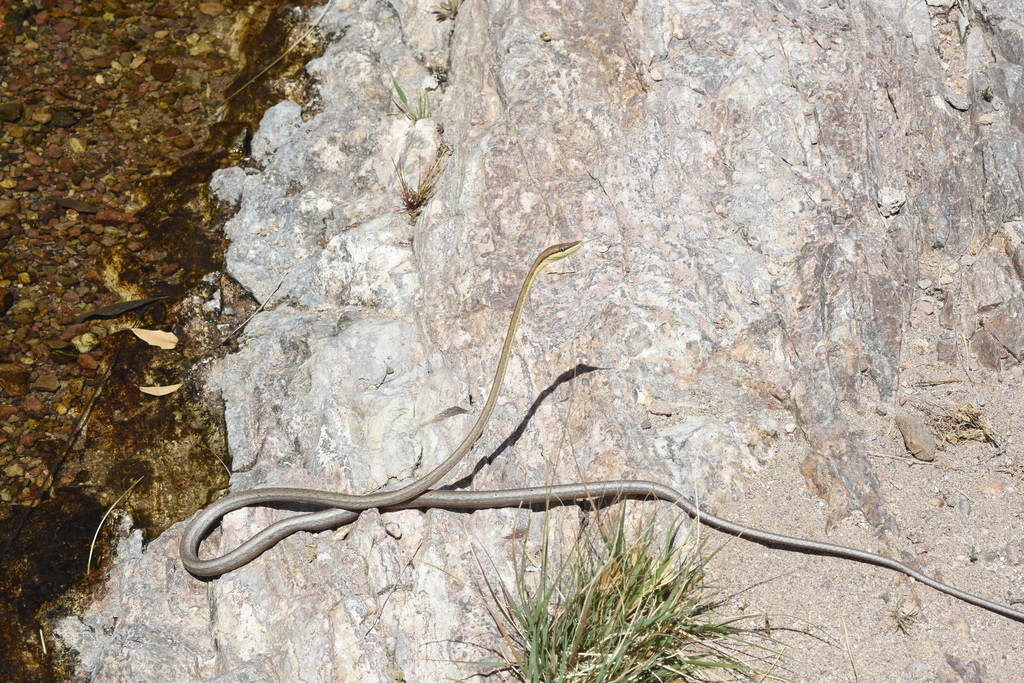 Oxybelis microphthalmus in April 2021 by Lucas C. Wheeler · iNaturalist