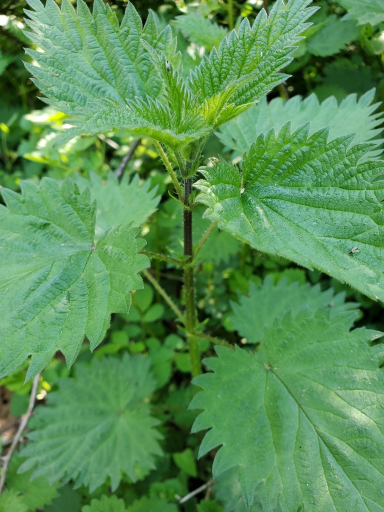 great stinging nettle from HVRE DE GRACE, MD 21078, USA on April 20 ...