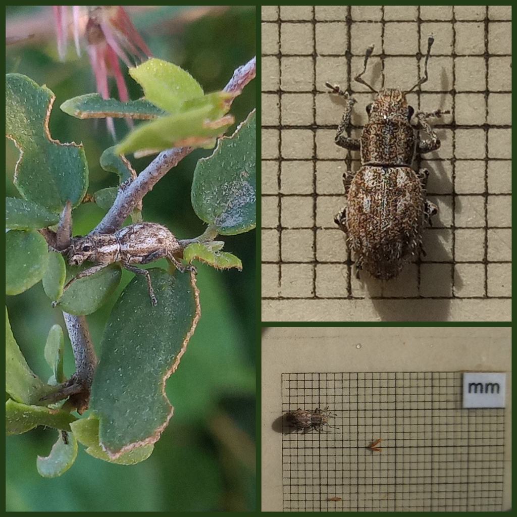 Pantomorus humilis from Punilla, Córdoba, Argentina on April 20, 2021 ...