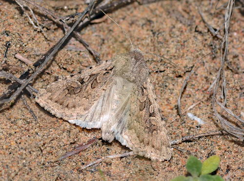 Anarta ptochica · iNaturalist