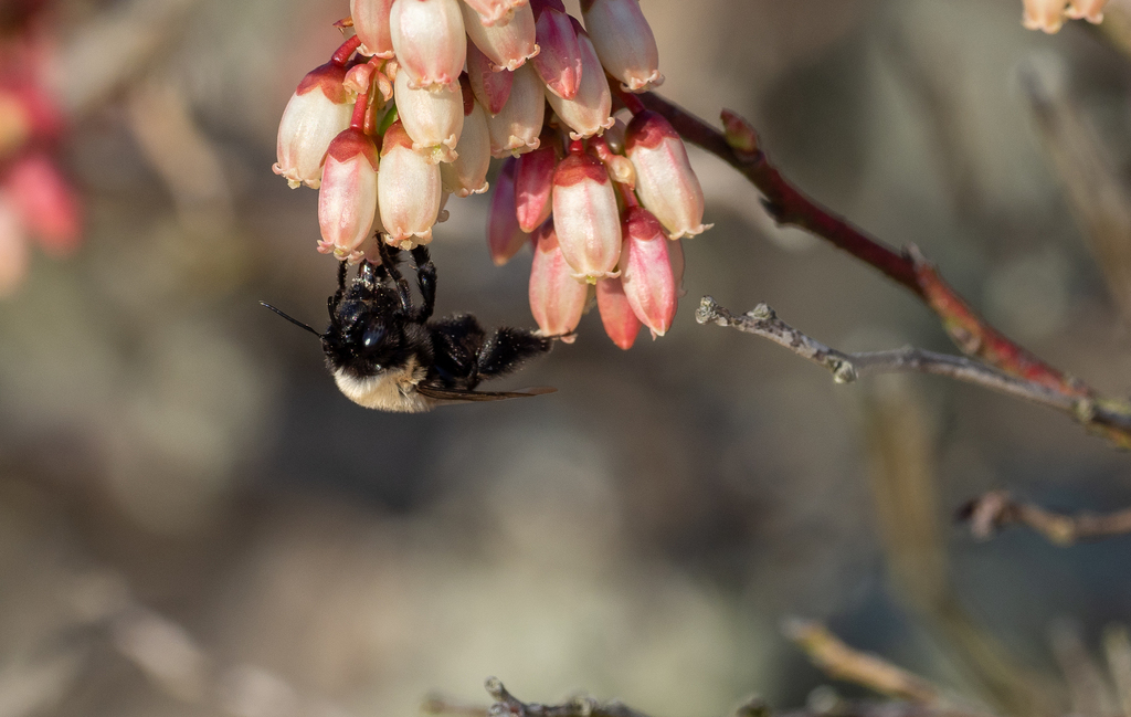 Blueberry Digger Bee from Virginia Beach, VA, USA on April 4, 2021 at ...