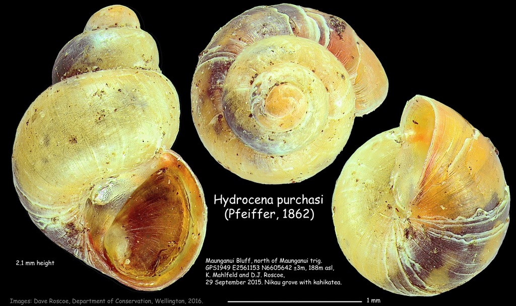 Georissa purchasi from Maunganui Bluff, Northland 0376, New Zealand on ...