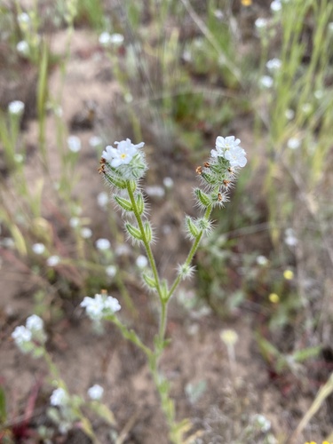 Cryptantha hispidissima · NaturaLista Colombia