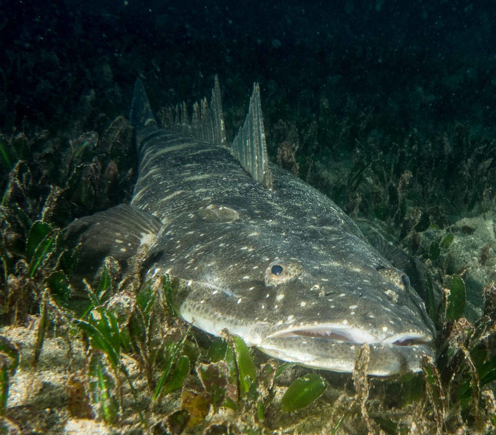 Dusky Flathead (Platycephalus fuscus) - Marine Life Identification