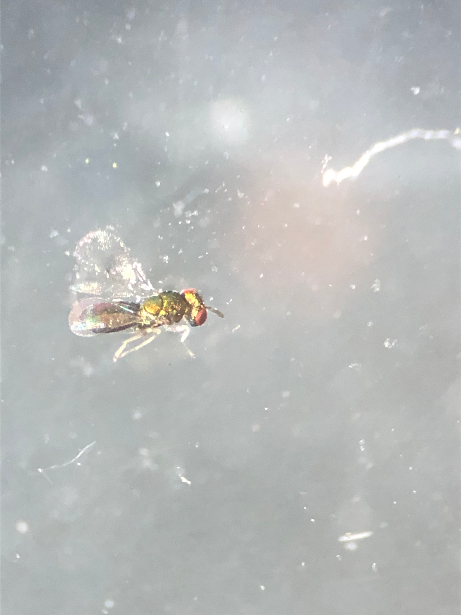 Chrysonotomyia Ashmead, 1904