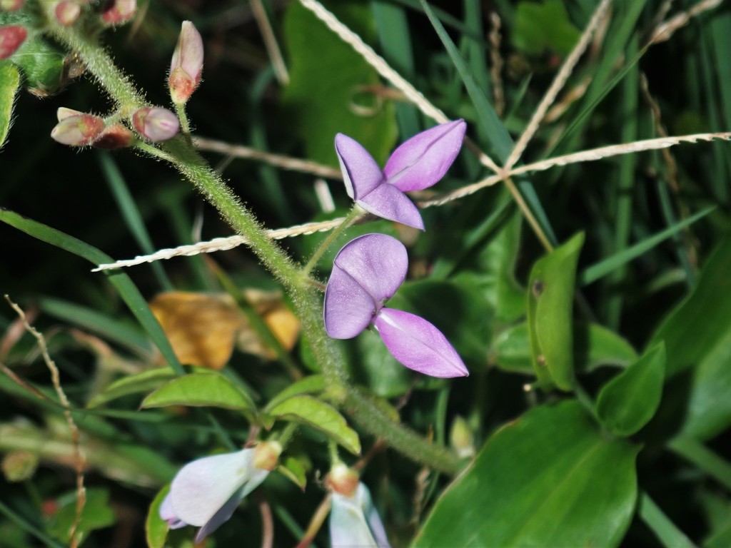 Silverleaf Desmodium from Woolgoolga NSW 2456, Australia on April 21 ...