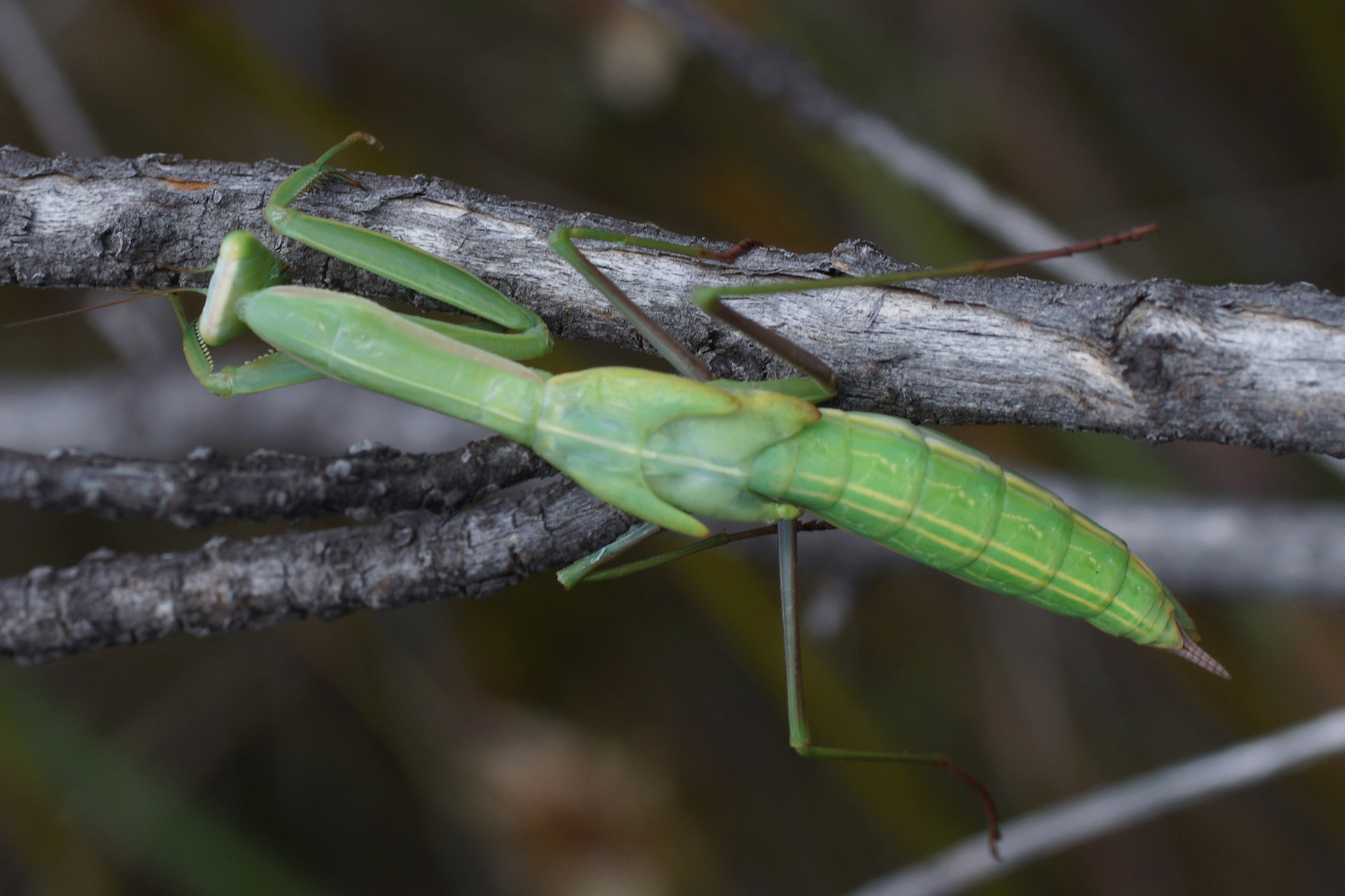 Paramantis sacra Thunberg, 1815