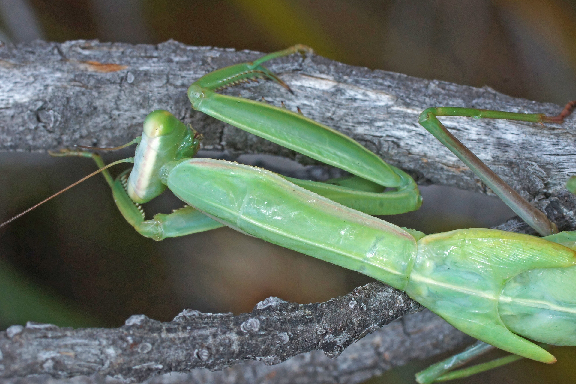 Paramantis sacra Thunberg, 1815
