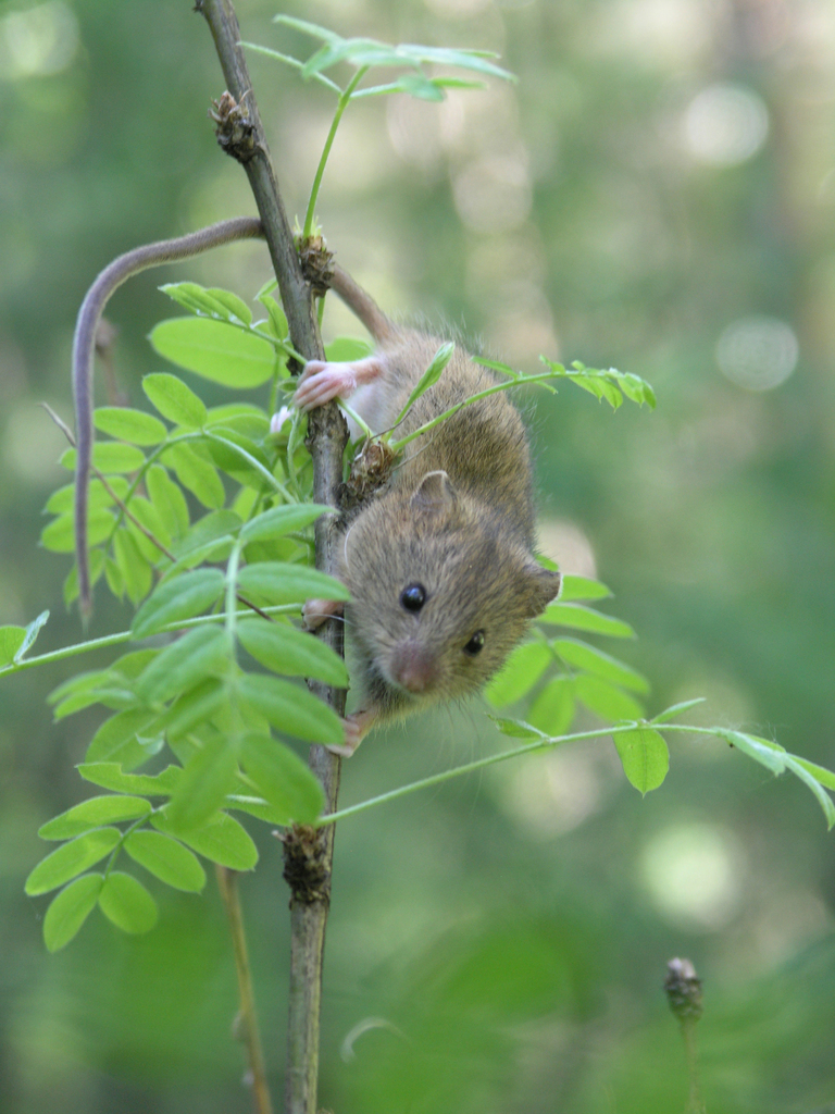 Northern Birch Mouse from Russia, Novosibirsk Province, Iskitim ...