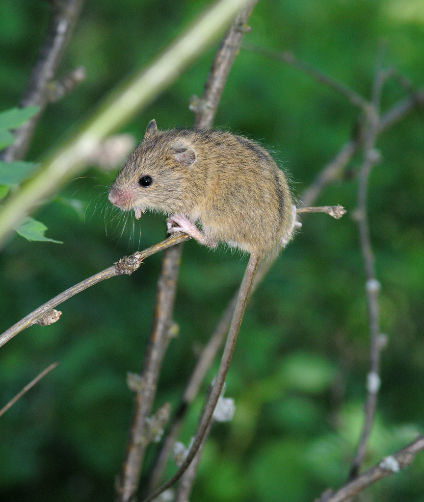 Northern Birch Mouse (Sicista betulina) - Know Your Mammals